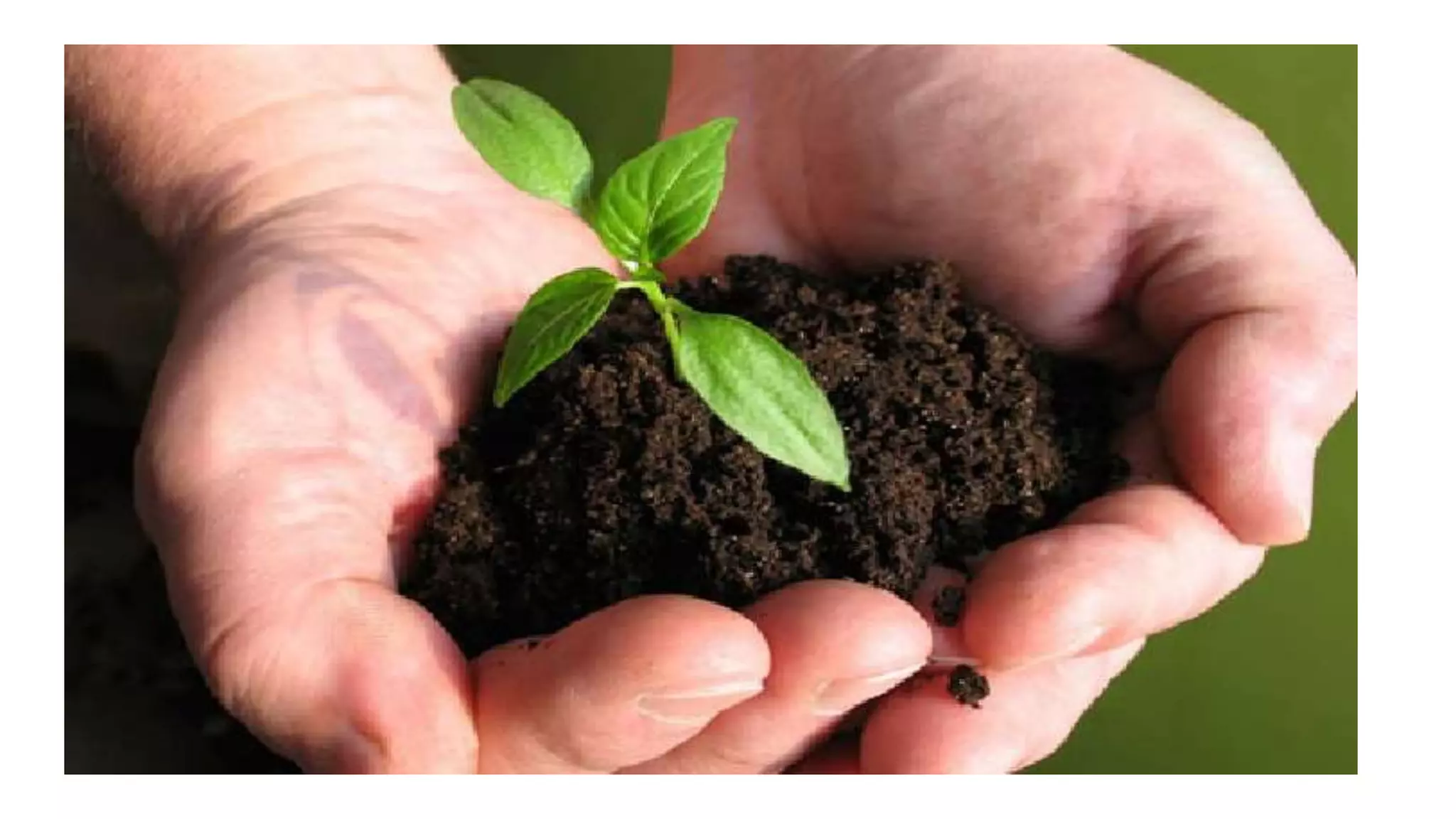 What Are Biofertilizers? | PPT