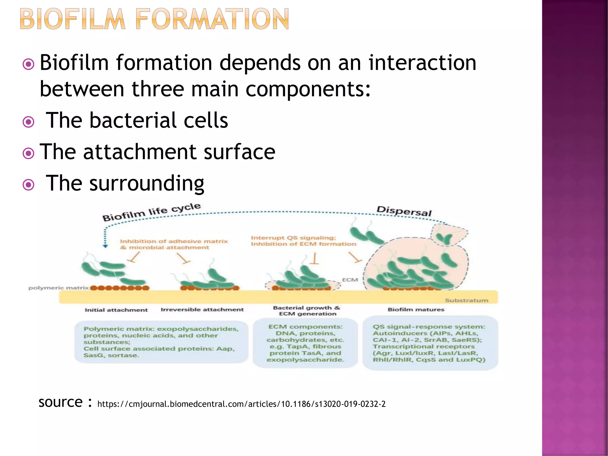 What are biofilms formation | PDF