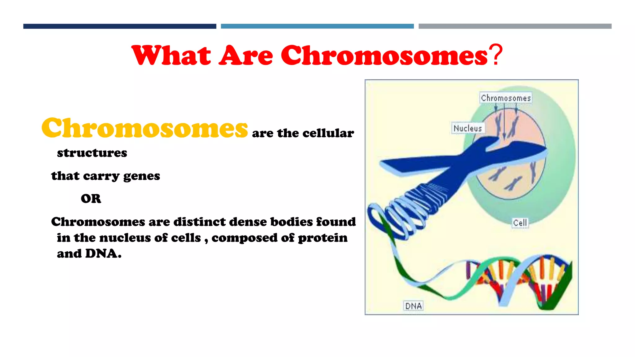 What are Chromosomes ? | PPT