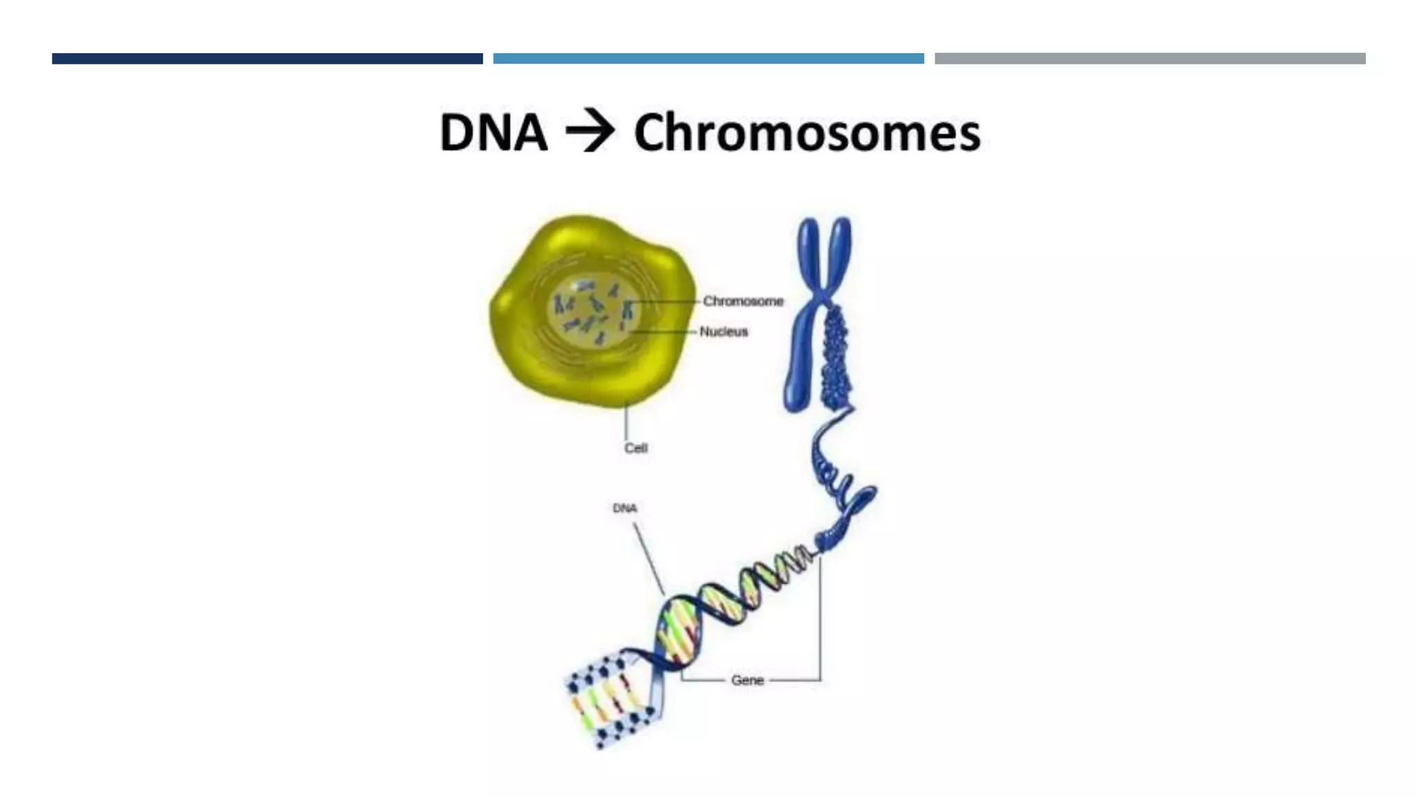What are Chromosomes ? | PPT
