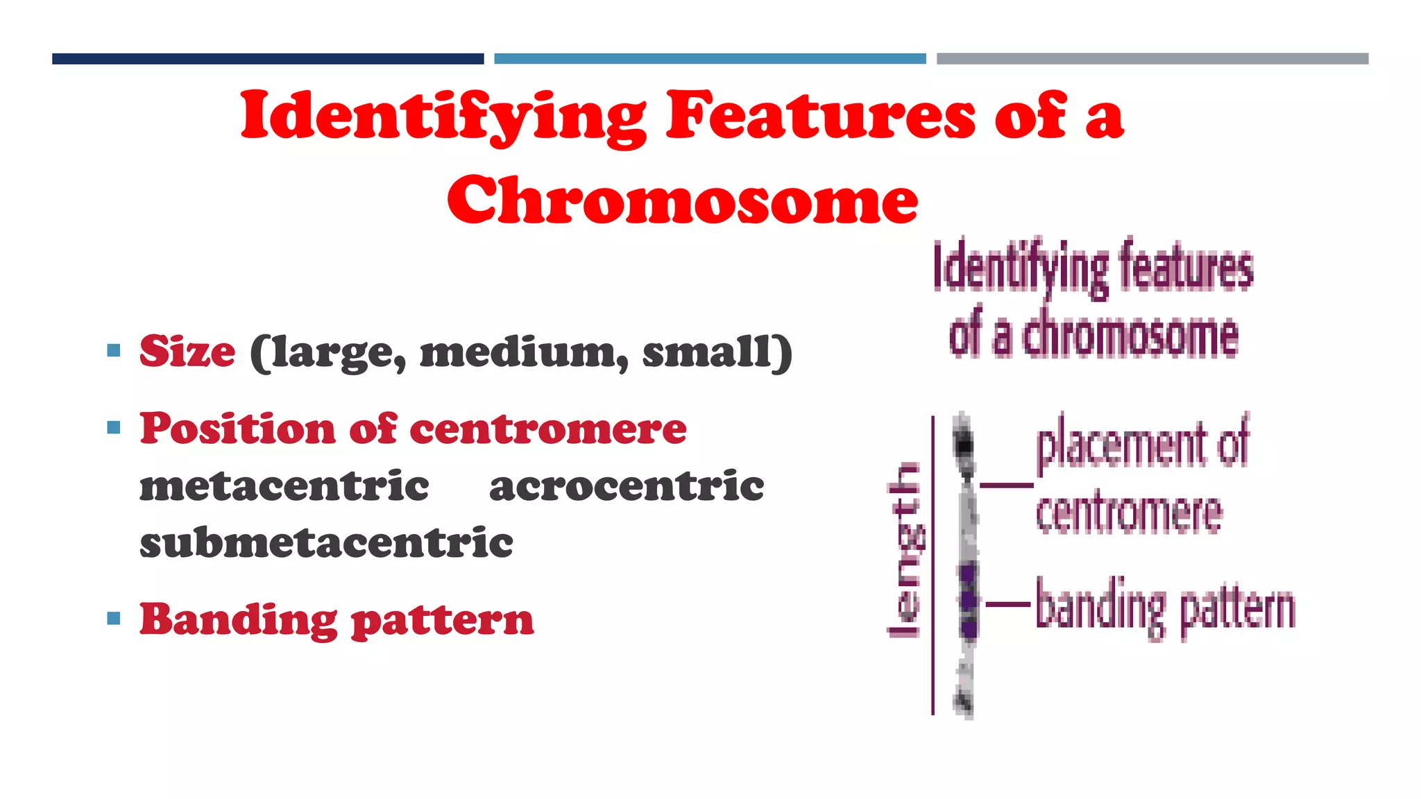 What are Chromosomes ? | PPT