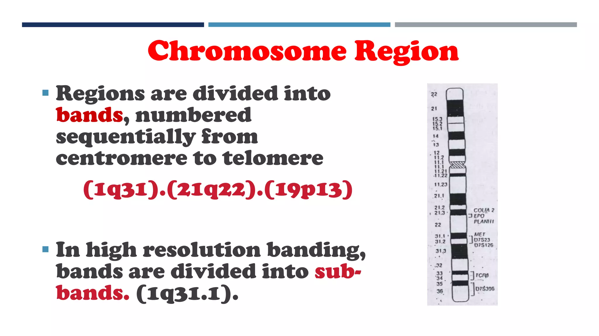 What are Chromosomes ? | PPT