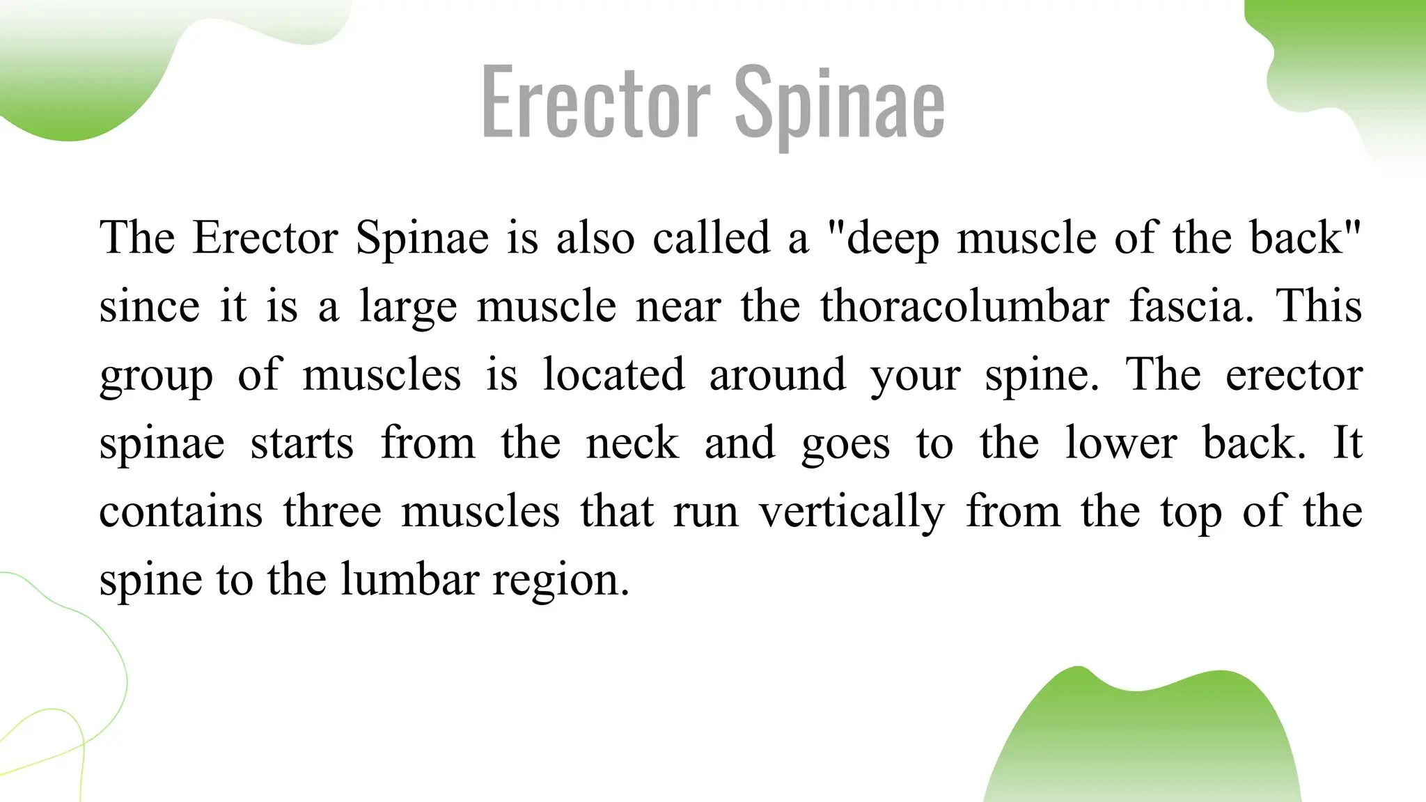 What Are Core Muscles? Everything You Need to Know | PPTX