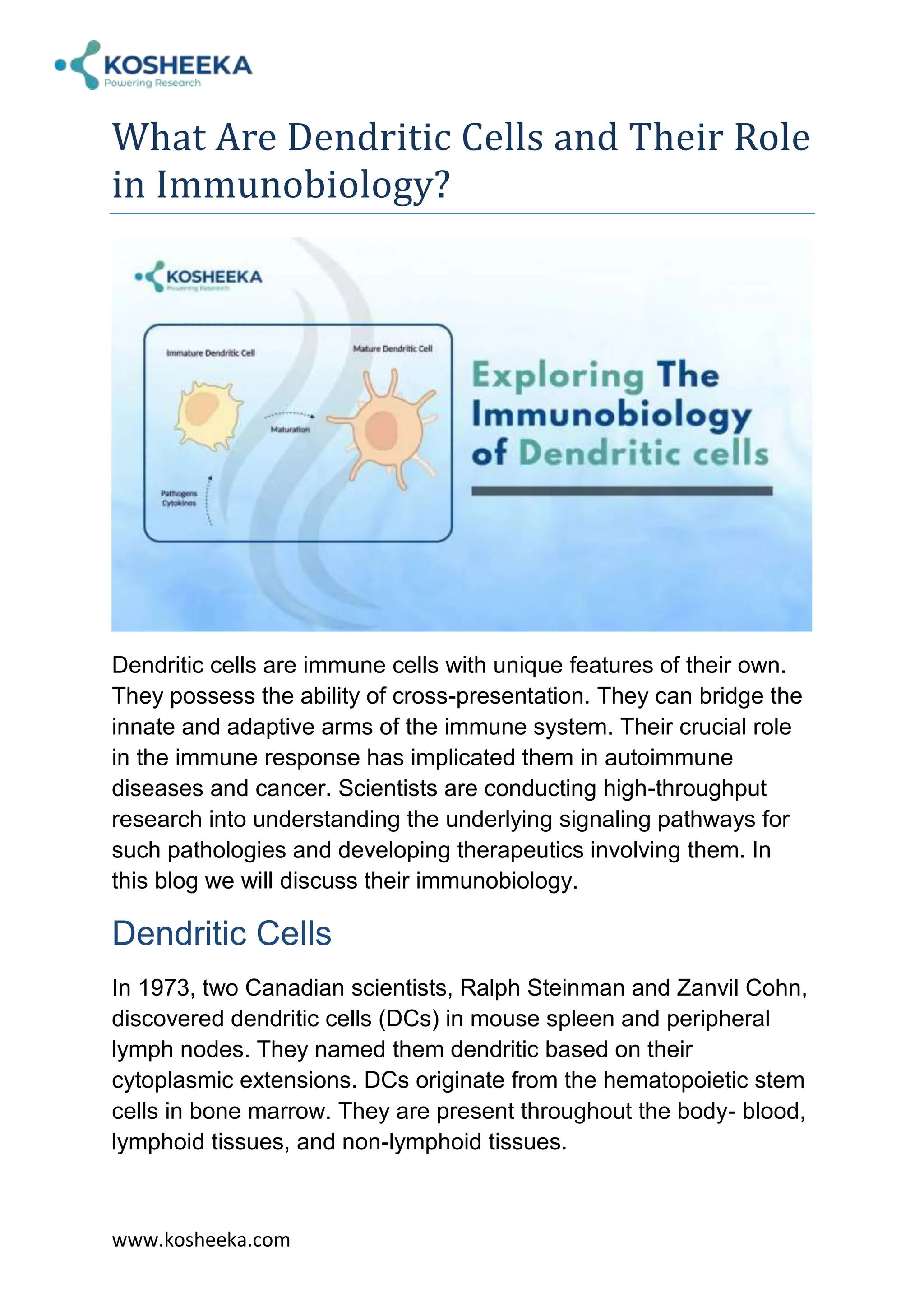 What Are Dendritic Cells and Their Role in Immunobiology? | PDF