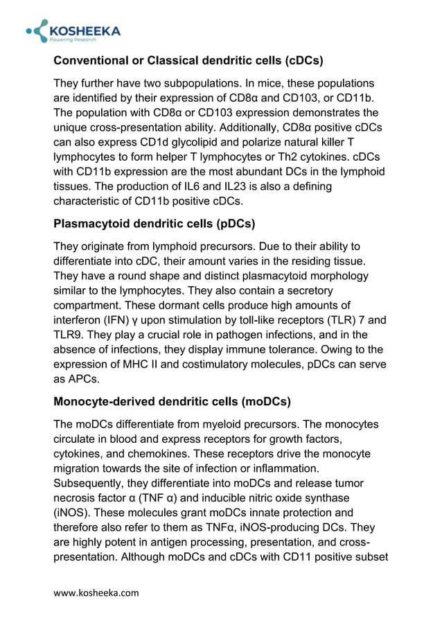 What Are Dendritic Cells And Their Role In Immunobiology Pdf