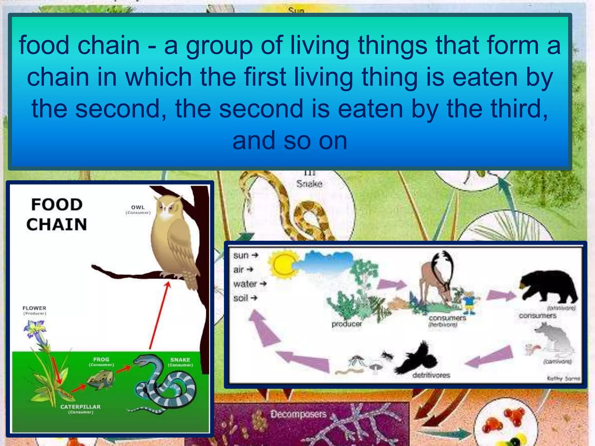 What Are Food Chains and Webs? | PPTX