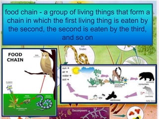 What Are Food Chains and Webs? | PPTX