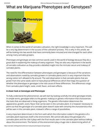 What are Marijuana Phenotypes and Genotypes?
