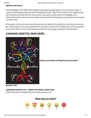 What are Marijuana Phenotypes and Genotypes?