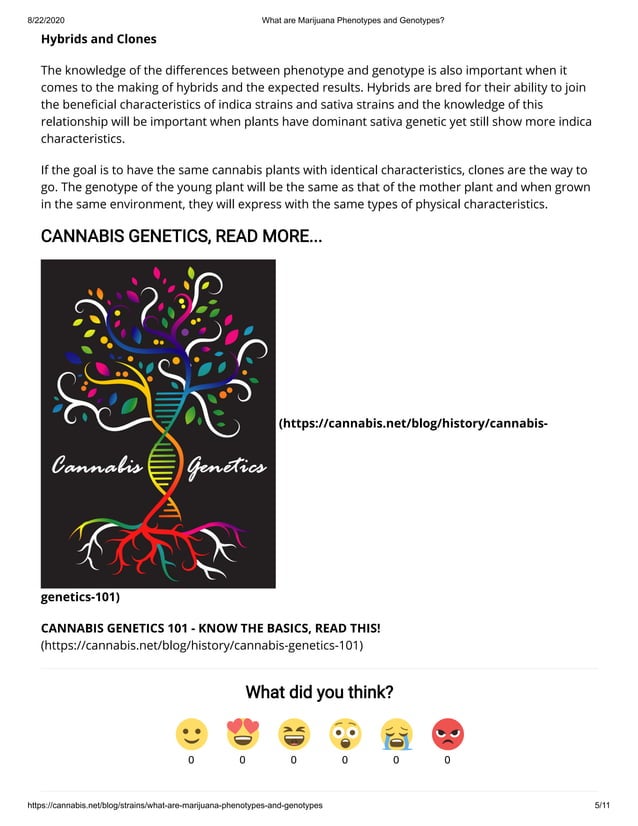 What are Marijuana Phenotypes and Genotypes?