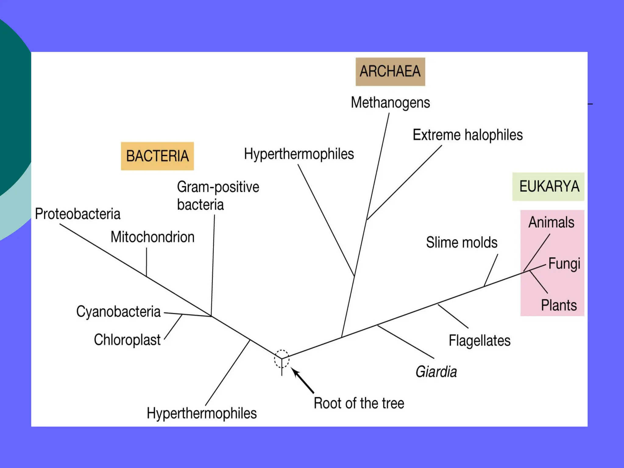 WHAT ARE MICROBES guide and lessons.pptx | Free download
