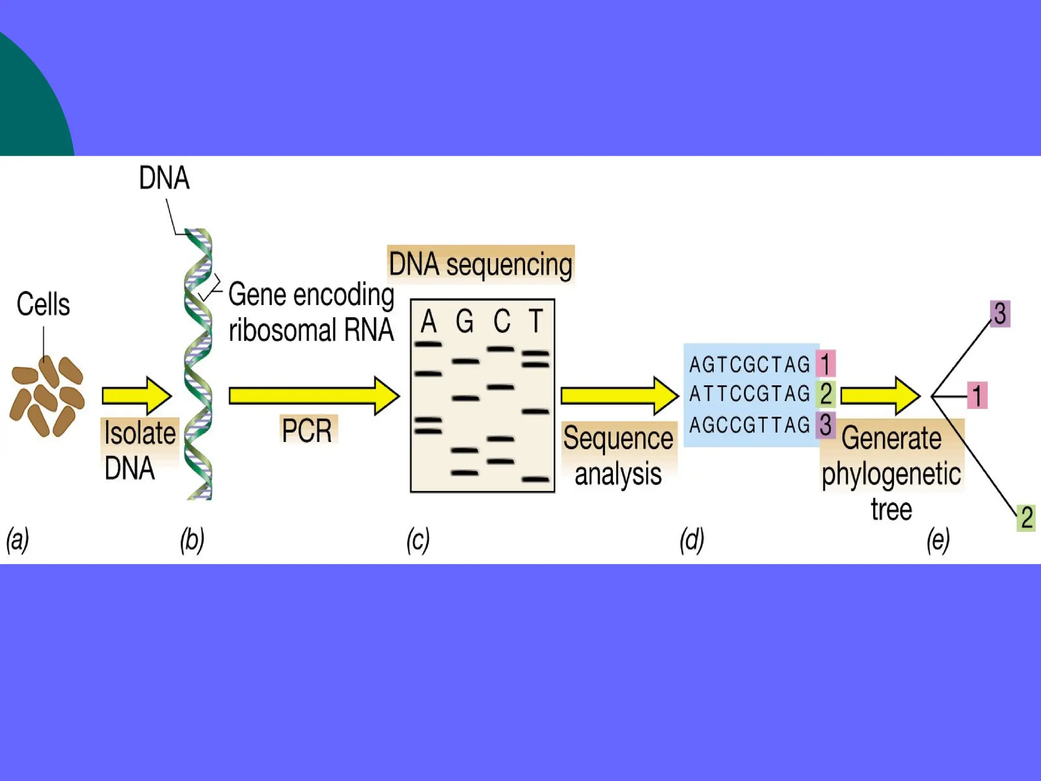 WHAT ARE MICROBES guide and lessons.pptx | Free download