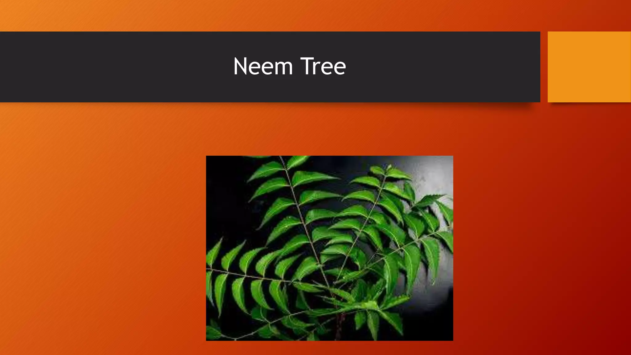 What are neem tree health benefits and uses | PPTX