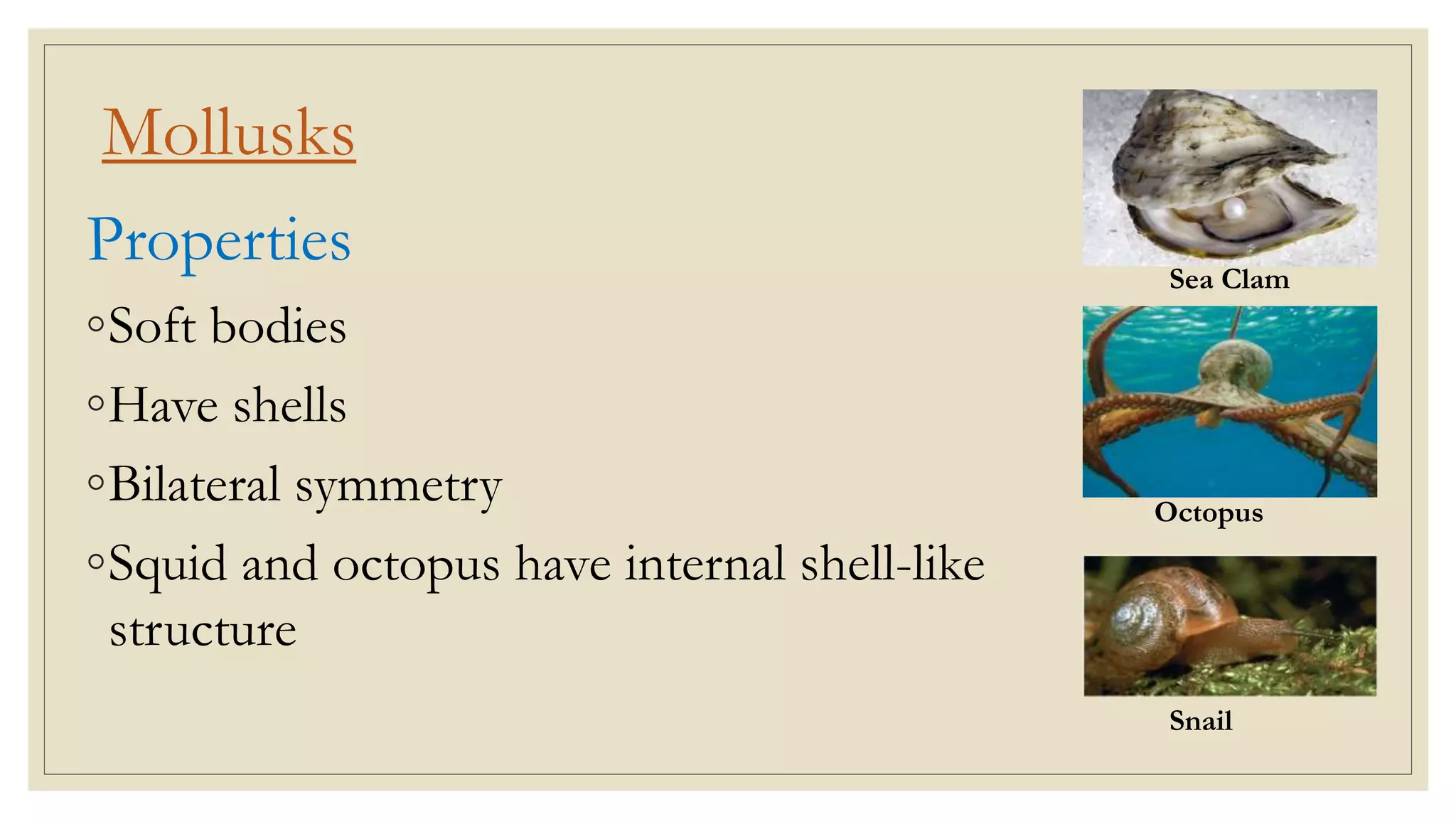 What are other invertebrates - 4th grade | PPTX