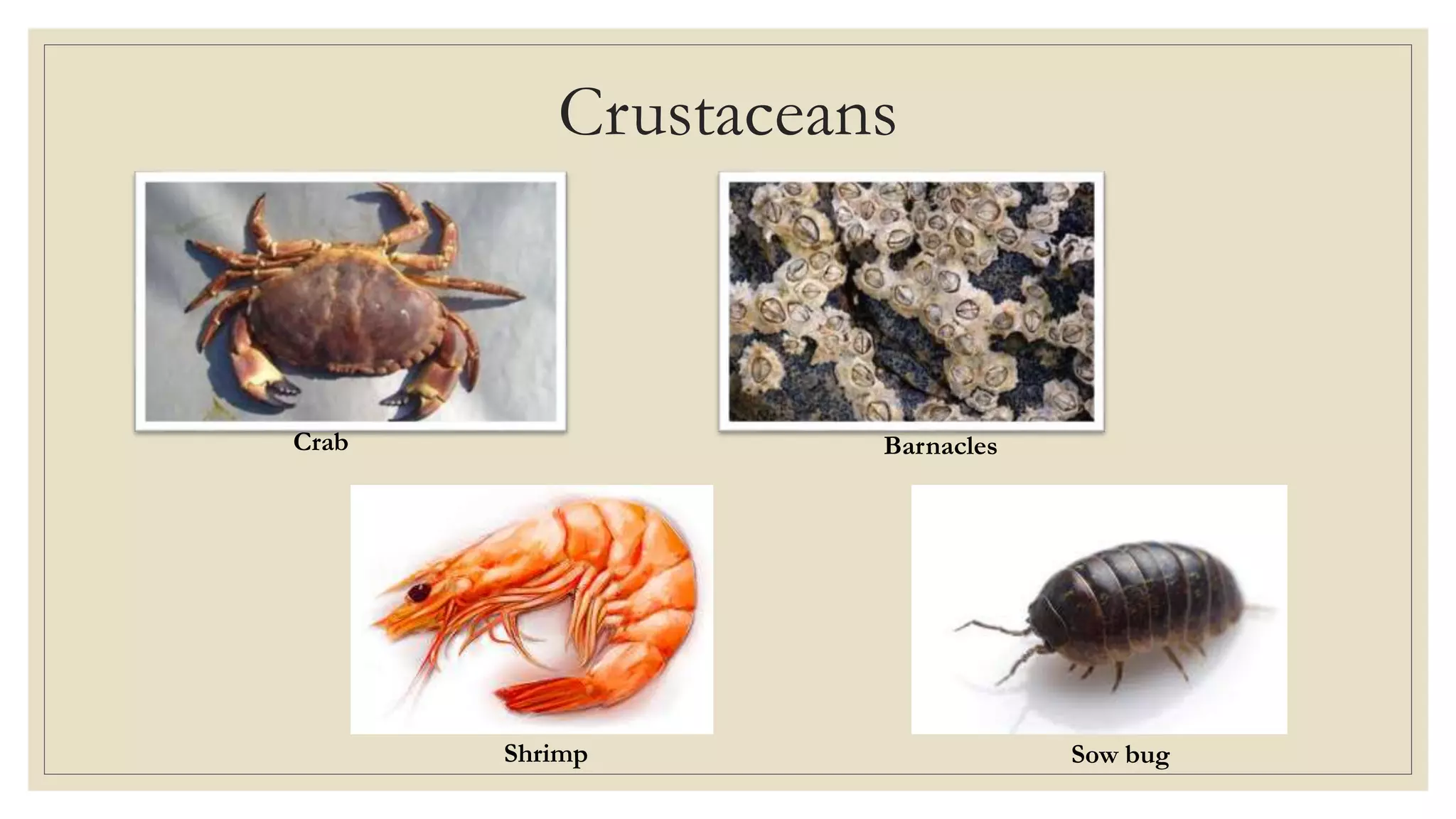 What are other invertebrates - 4th grade | PPTX