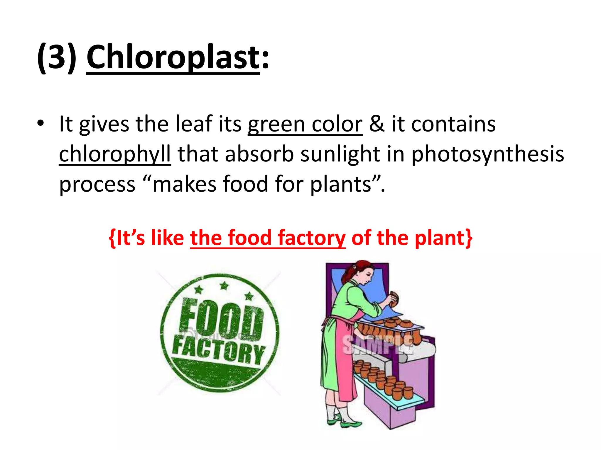 What are plants | PPTX
