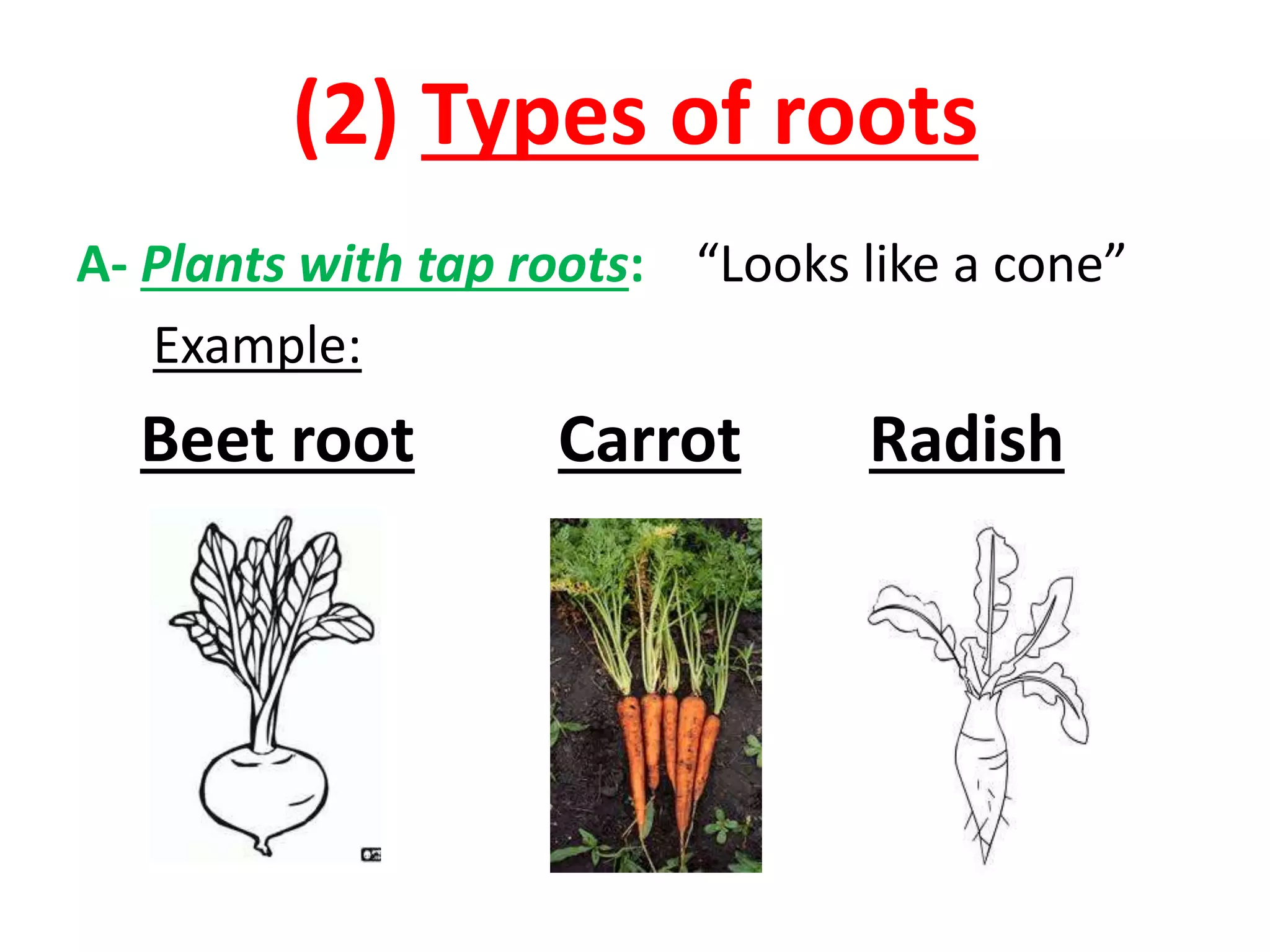 What are plants | PPTX