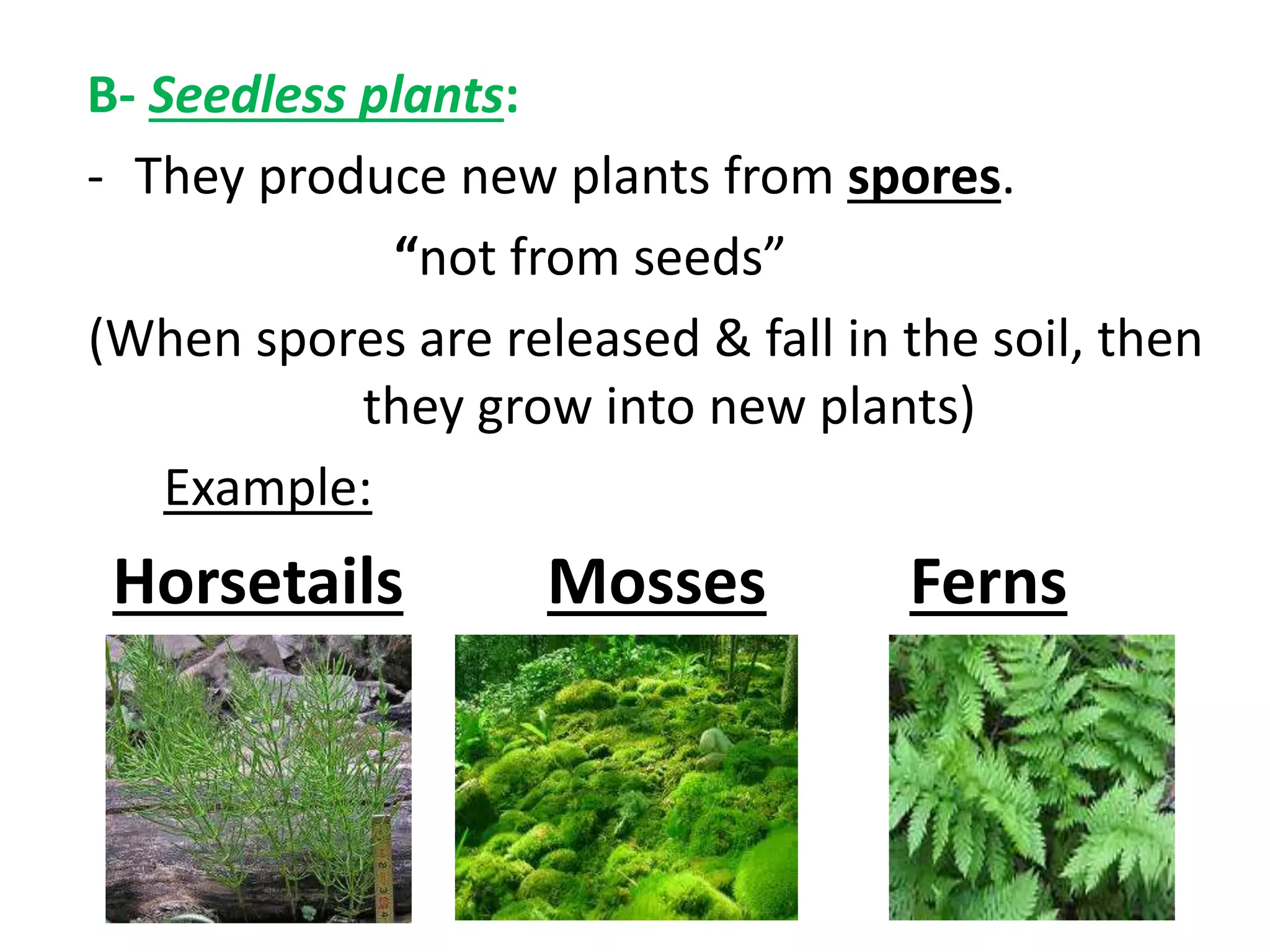 What are plants | PPTX