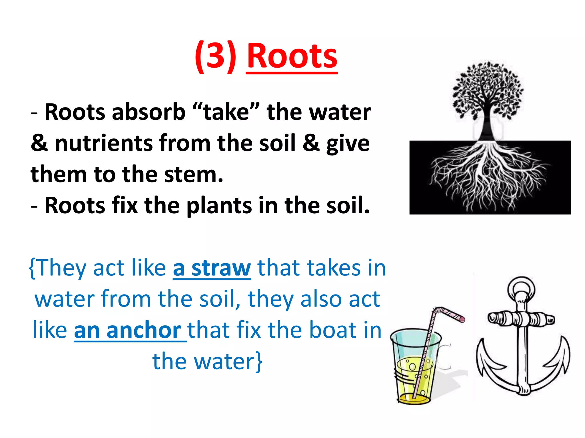 What are plants | PPTX