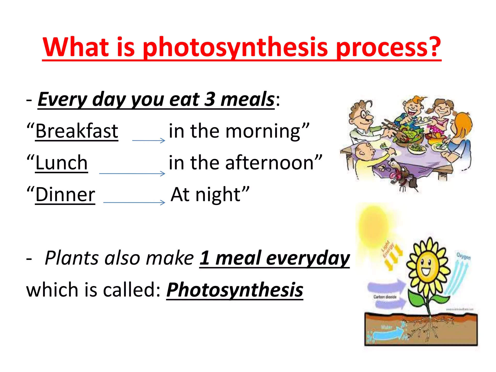 What are plants | PPTX