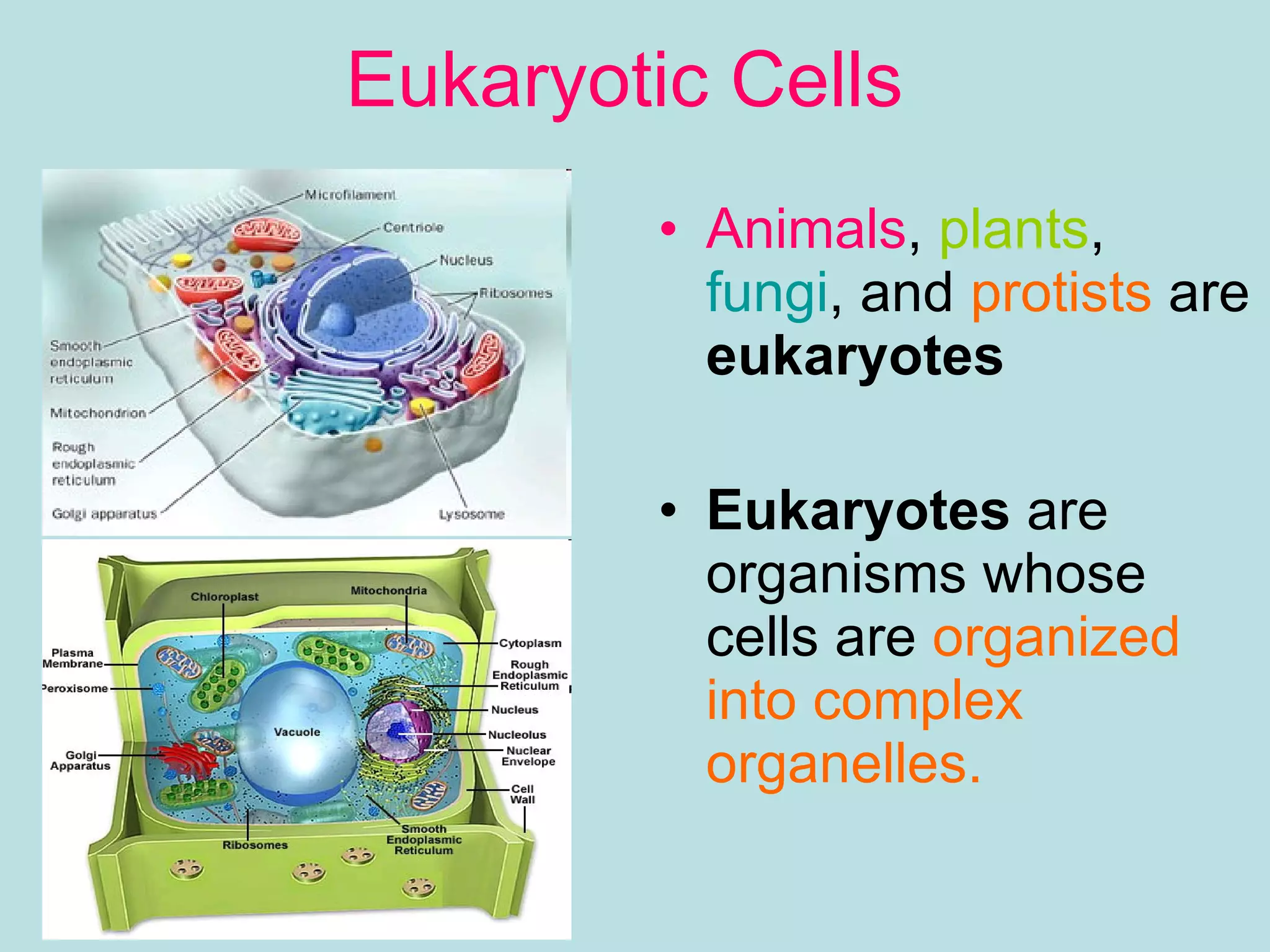 Prokaryotes versus Eukaryotes | PPT | Biological Sciences | Science