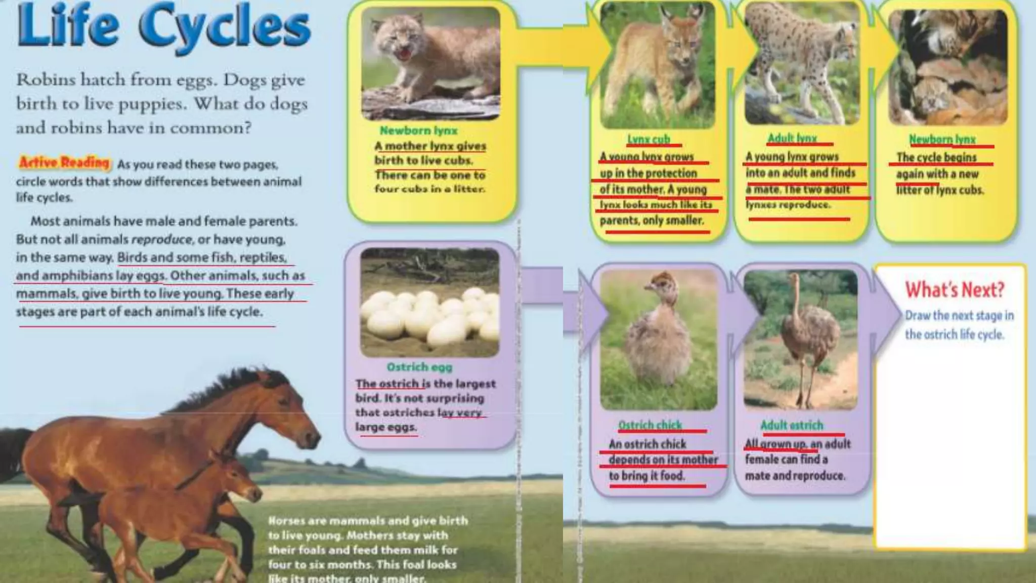 What are some animal life cycles? | PPTX | Birds | Pets