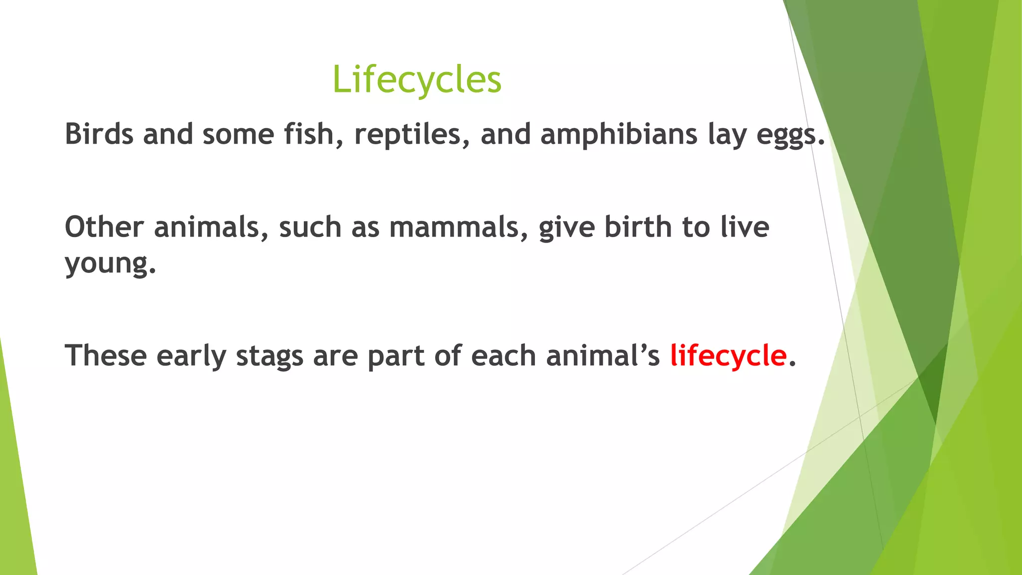What are some animal life cycles? | PPTX | Birds | Pets