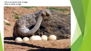 What are some animal life cycles? | PPTX