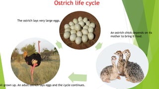 What are some animal life cycles? | PPTX