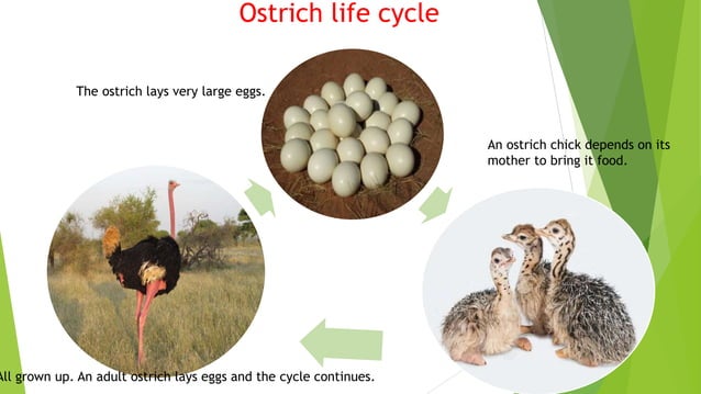 What are some animal life cycles?