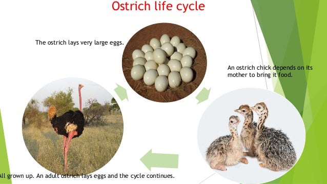 What are some animal life cycles?