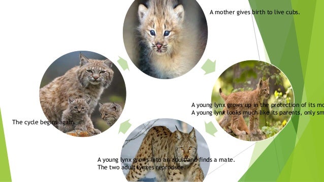 What are some animal life cycles?