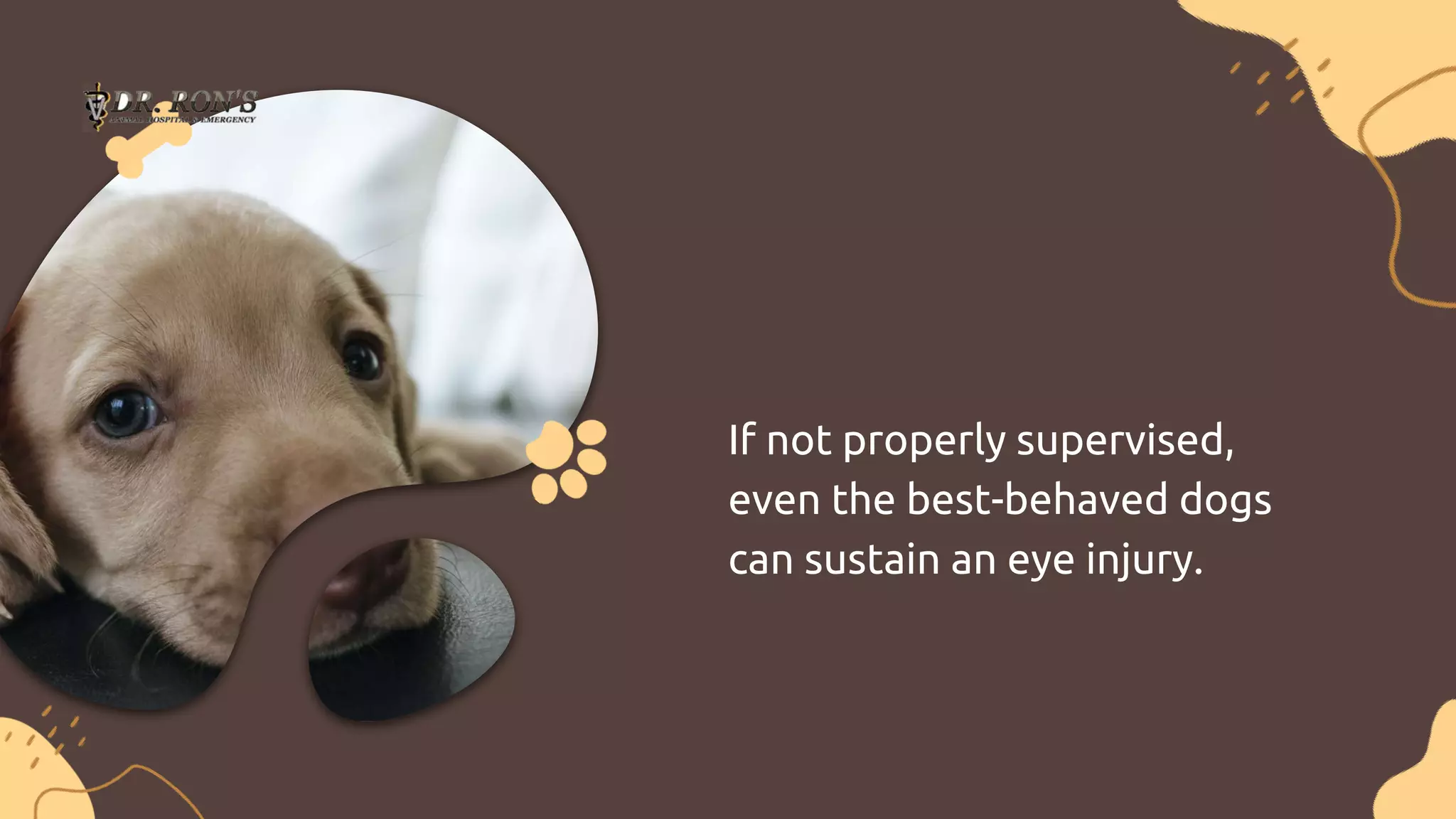 What Are Some Common Eye Injuries in Dogs | PPTX