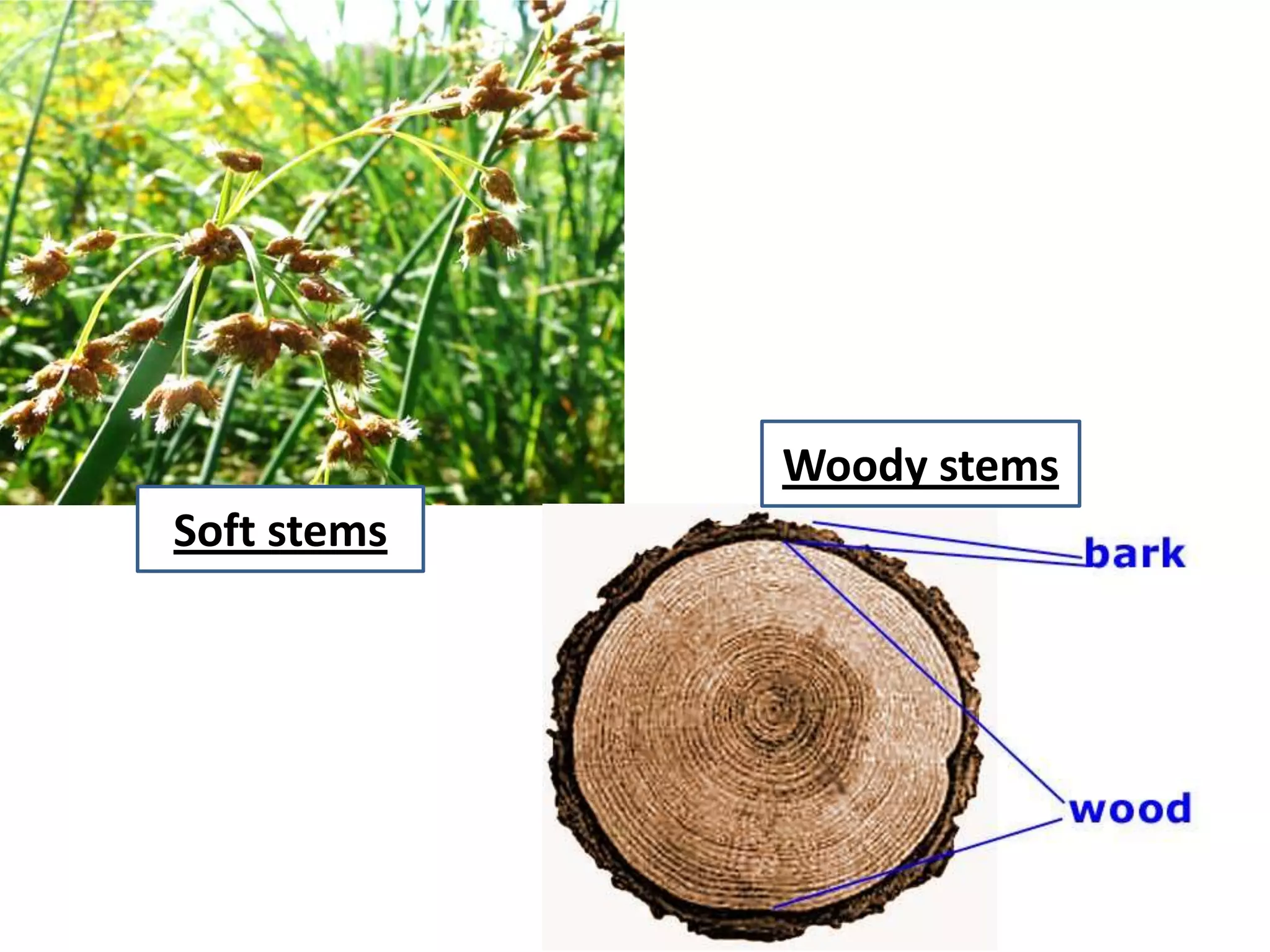 What are some plant types | PPTX