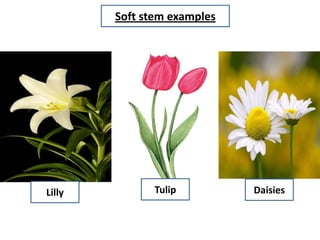 What are some plant types | PPTX
