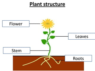 What are some plant types | PPTX