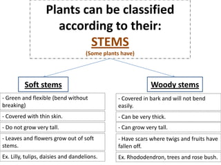 What are some plant types | PPTX