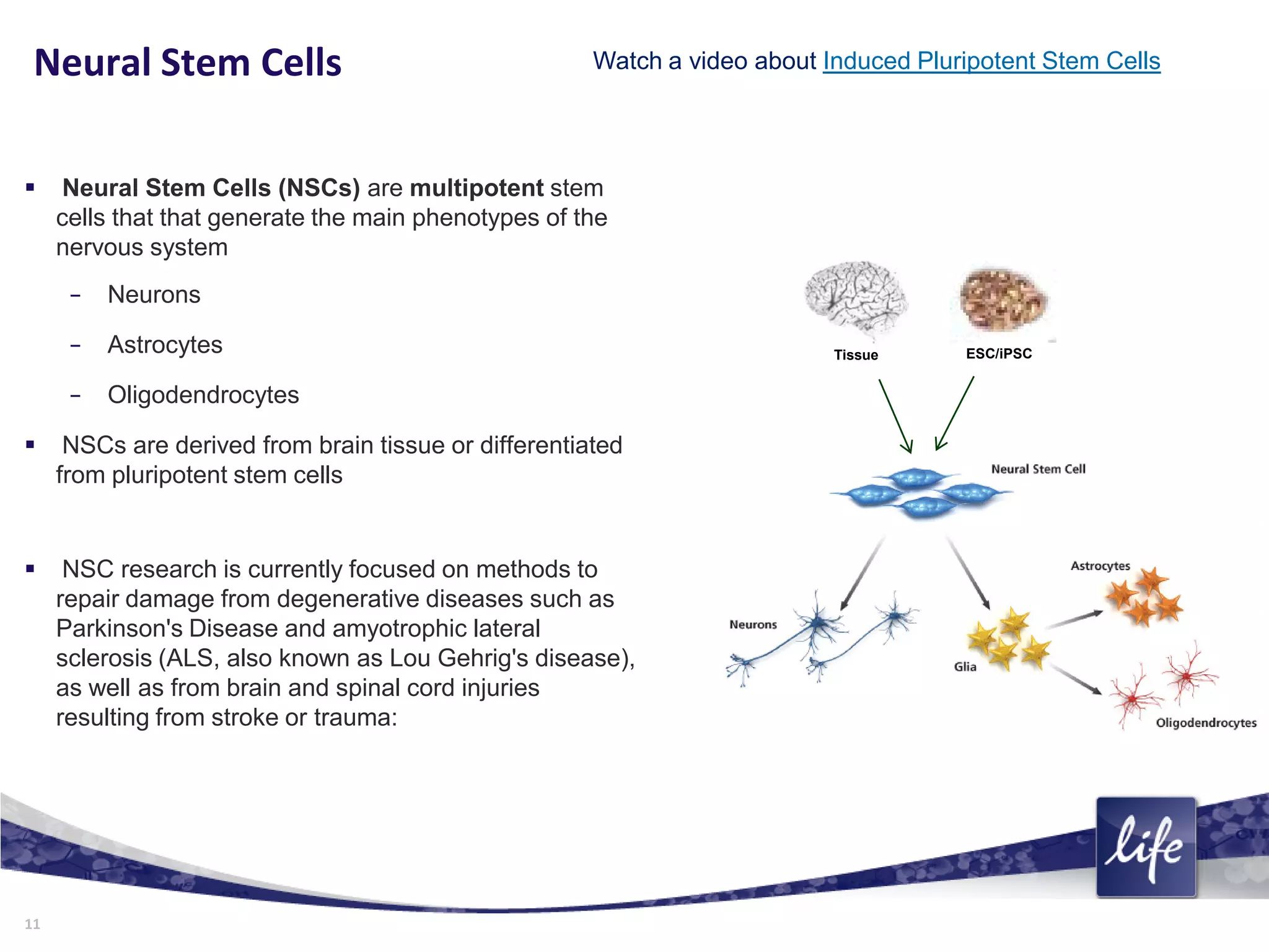 What are stem cells? An introduction to different types of stem cells ...
