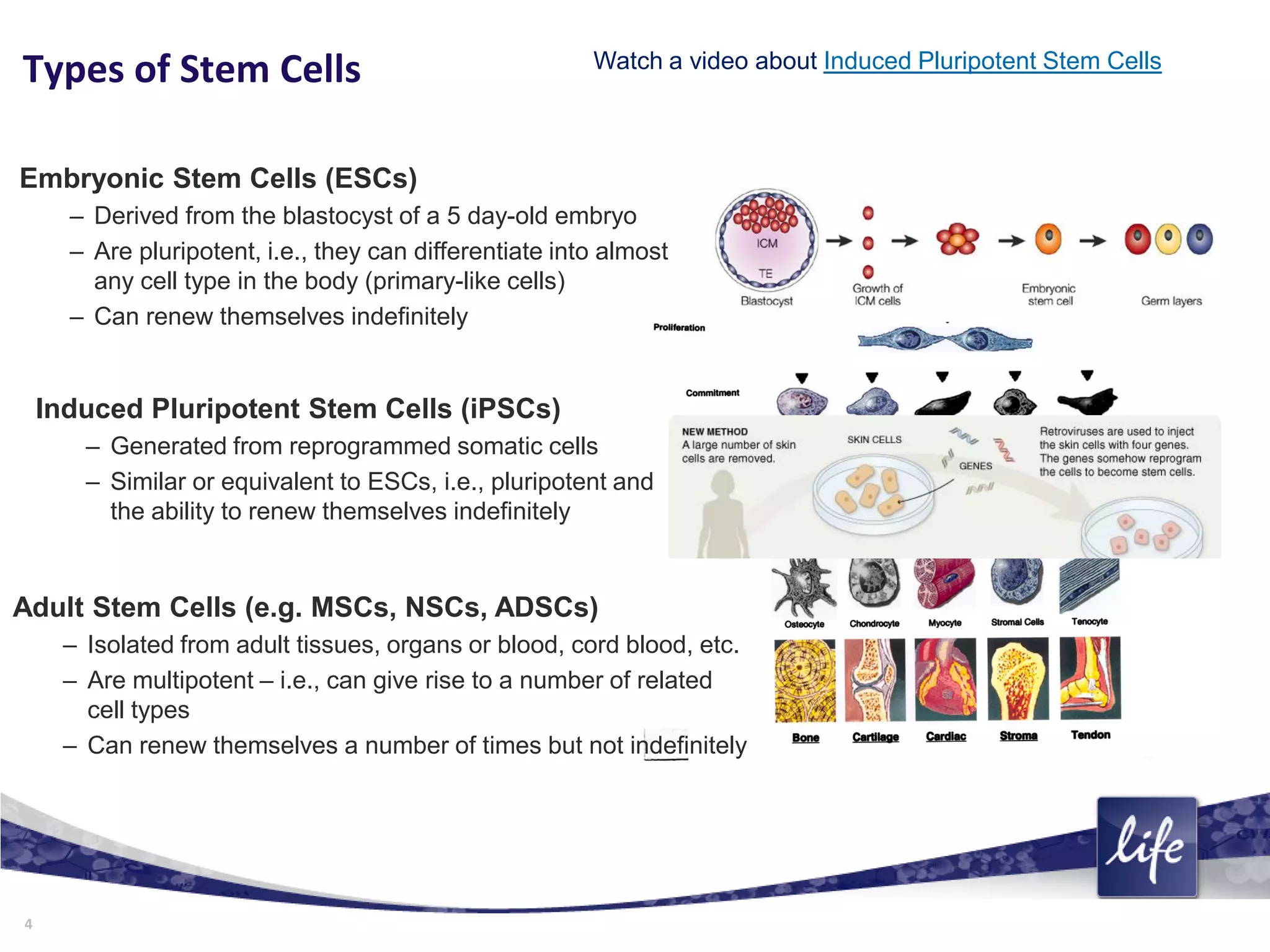 What are stem cells? An introduction to different types of stem cells ...