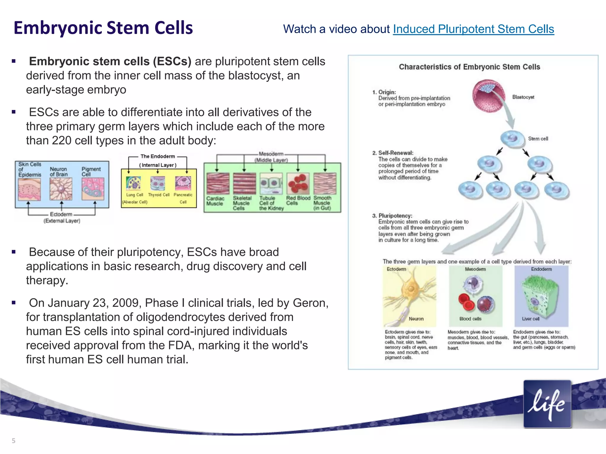 What are stem cells? An introduction to different types of stem cells ...