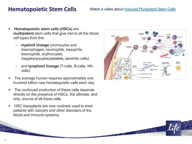 What are stem cells? An introduction to different types of stem cells. | PDF | Biological ...