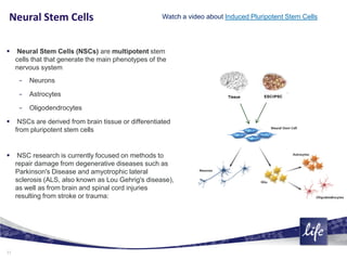 What are stem cells? An introduction to different types of stem cells ...