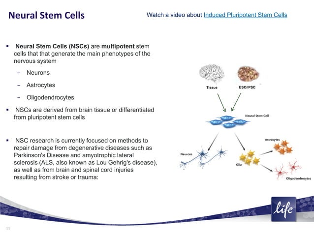 What are stem cells? An introduction to different types of stem cells. | PDF | Biological ...