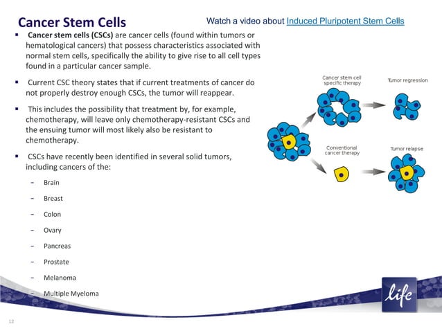 What are stem cells? An introduction to different types of stem cells. | PDF | Biological ...