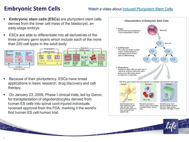 What are stem cells? An introduction to different types of stem cells. | PDF | Biological ...