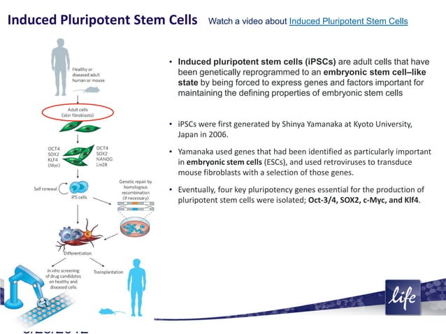 What are stem cells? An introduction to different types of stem cells. | PDF | Biological ...