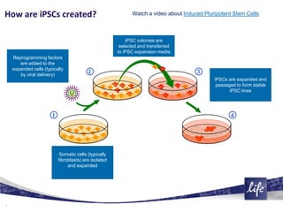 What are stem cells? An introduction to different types of stem cells ...