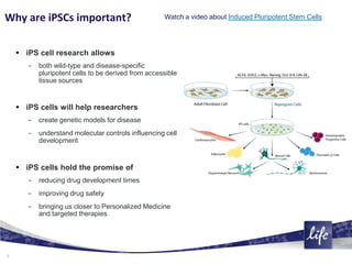 What are stem cells? An introduction to different types of stem cells ...