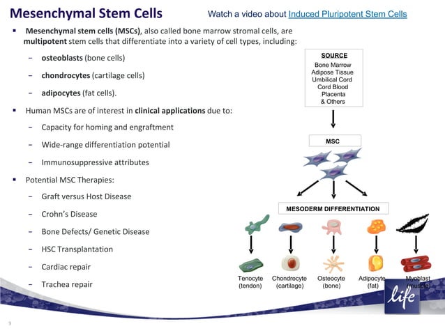 What are stem cells? An introduction to different types of stem cells. | PDF | Biological ...