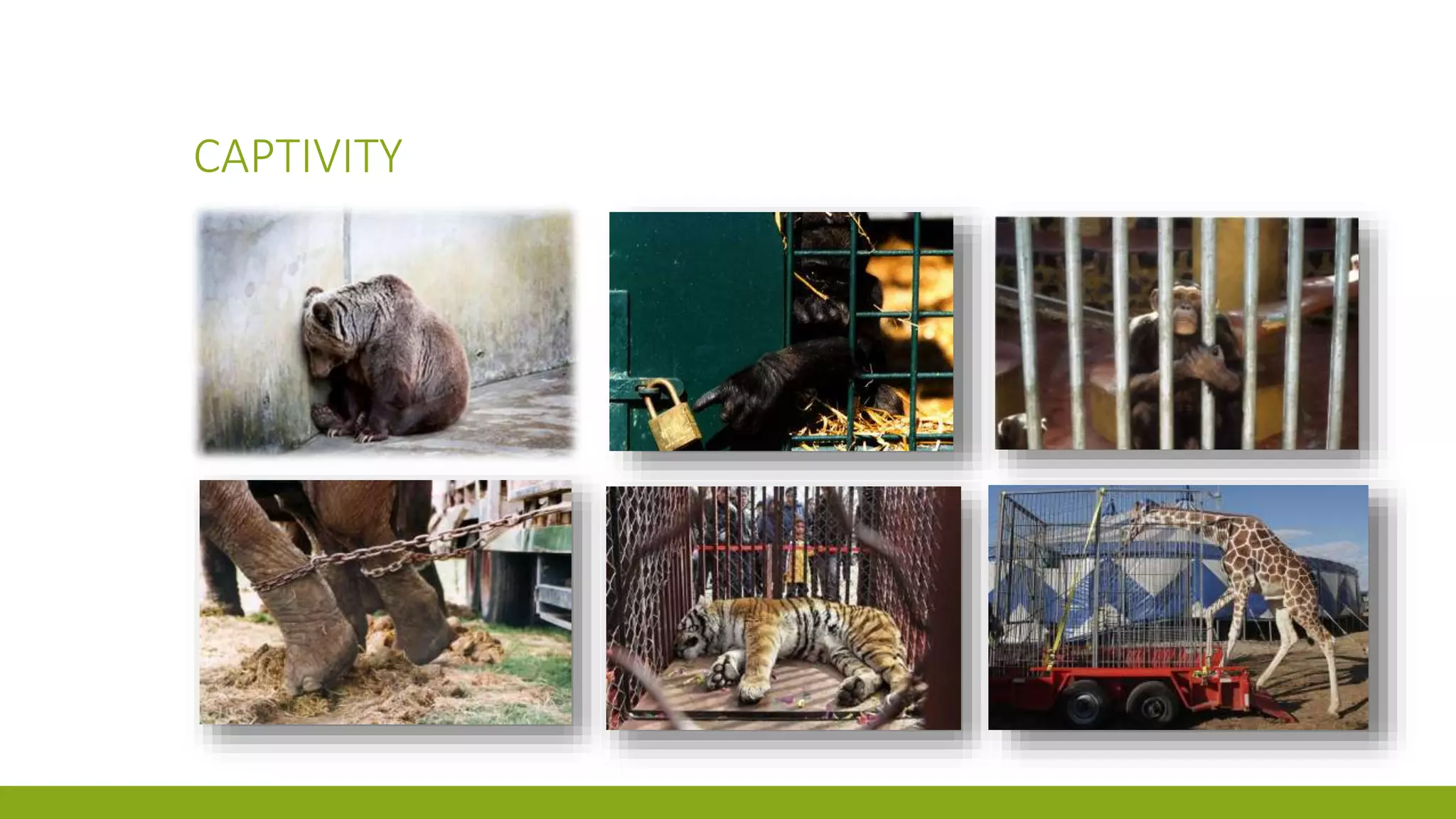 What are the advantages and disadvantages of keeping animals in Zoos ...